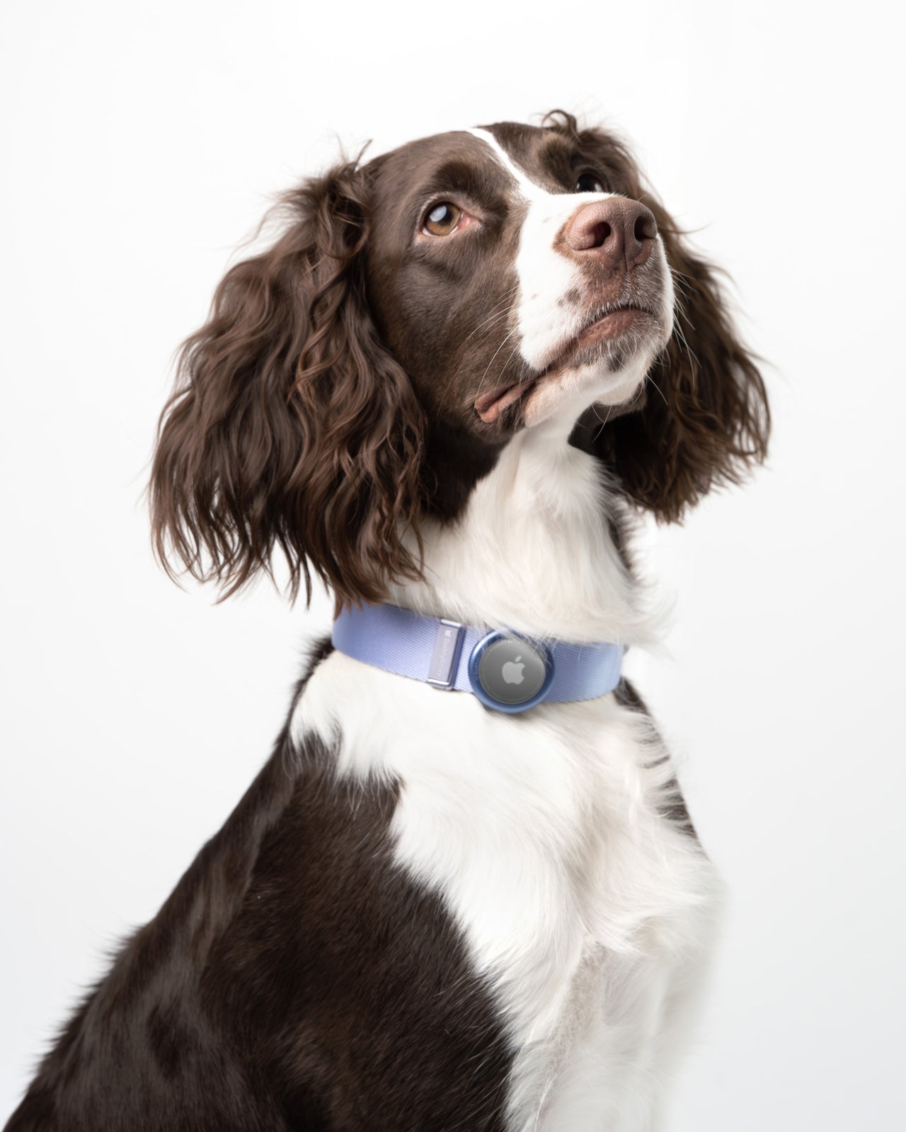 Dog Collars – BuddyArmor