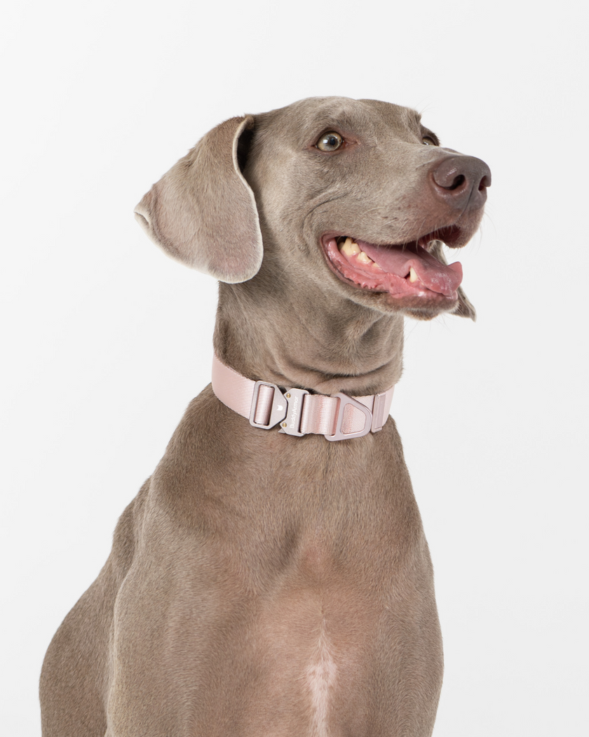 Dog Collars – BuddyArmor