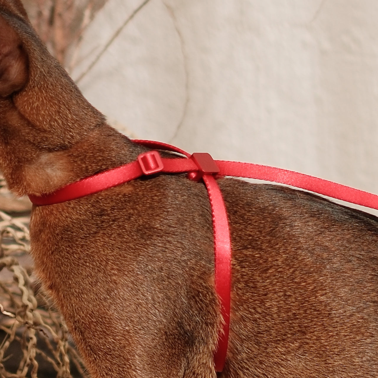 Escape-proof Training Harness - Nylon – BuddyArmor