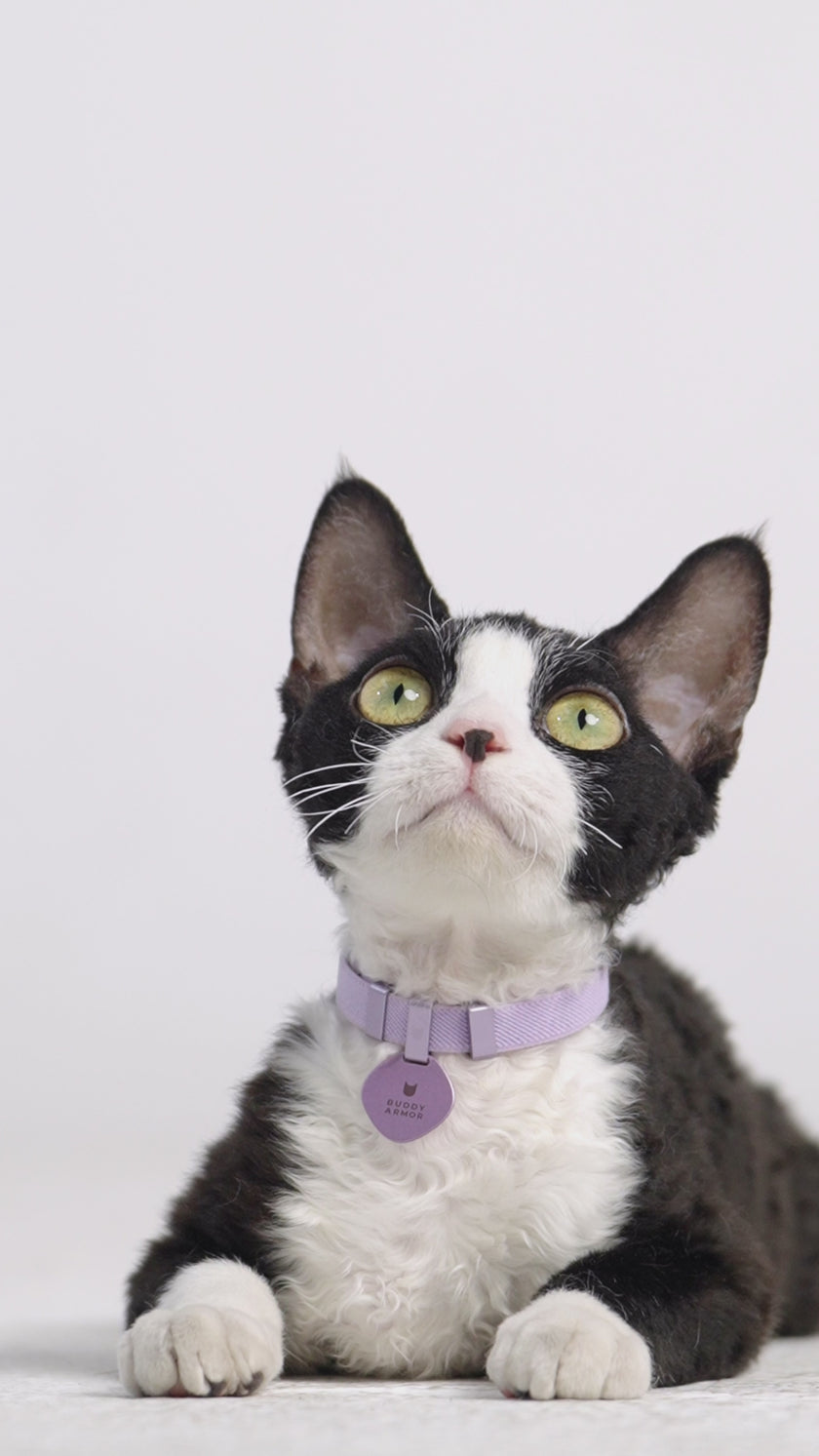 Pocket Tag + Safety Cat Collar – BuddyArmor